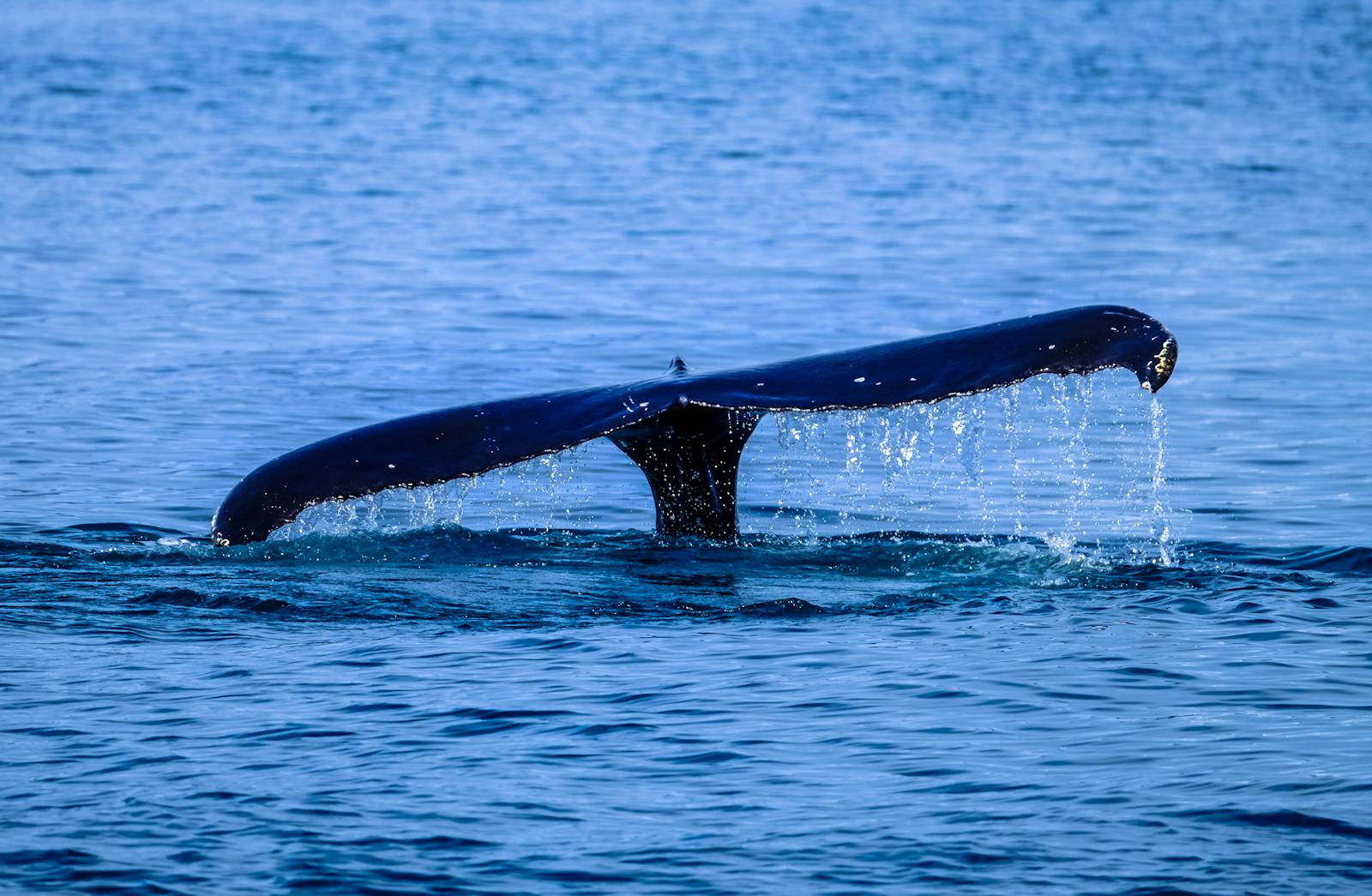 Why Do Whales Breach? Scientists Reveal the Surprising Reasons