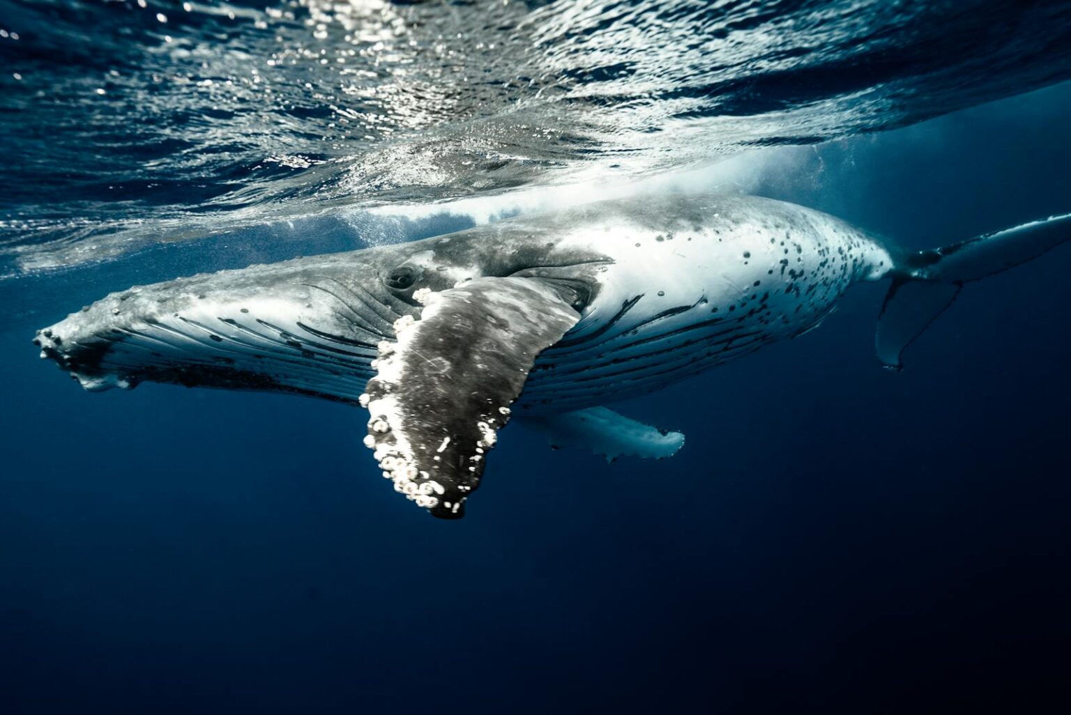 The Largest Animal Brain on Earth Belongs to This Whale