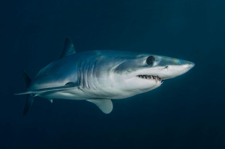 Shark Teeth 101: Why They Constantly Lose and Regrow Them