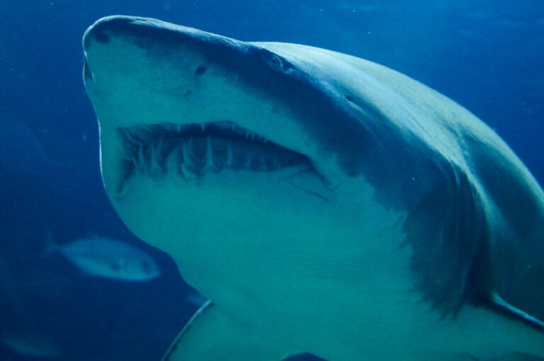 Why Some Sharks Have Stripes and Others Have Spots
