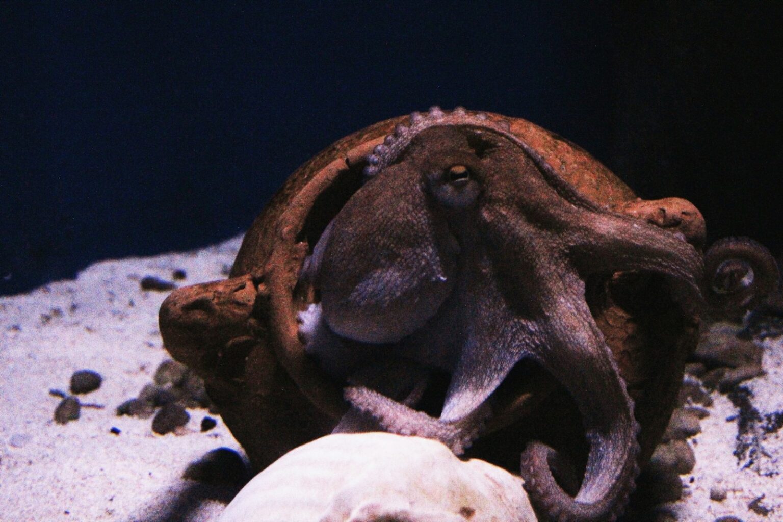 The Octopus That Can Regrow Its Brain