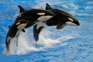 Orca Pods: The Social Structures Behind Their Success - Animals Around ...