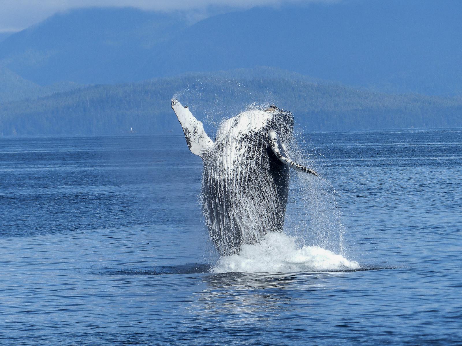The Largest Animal Brain on Earth Belongs to This Whale