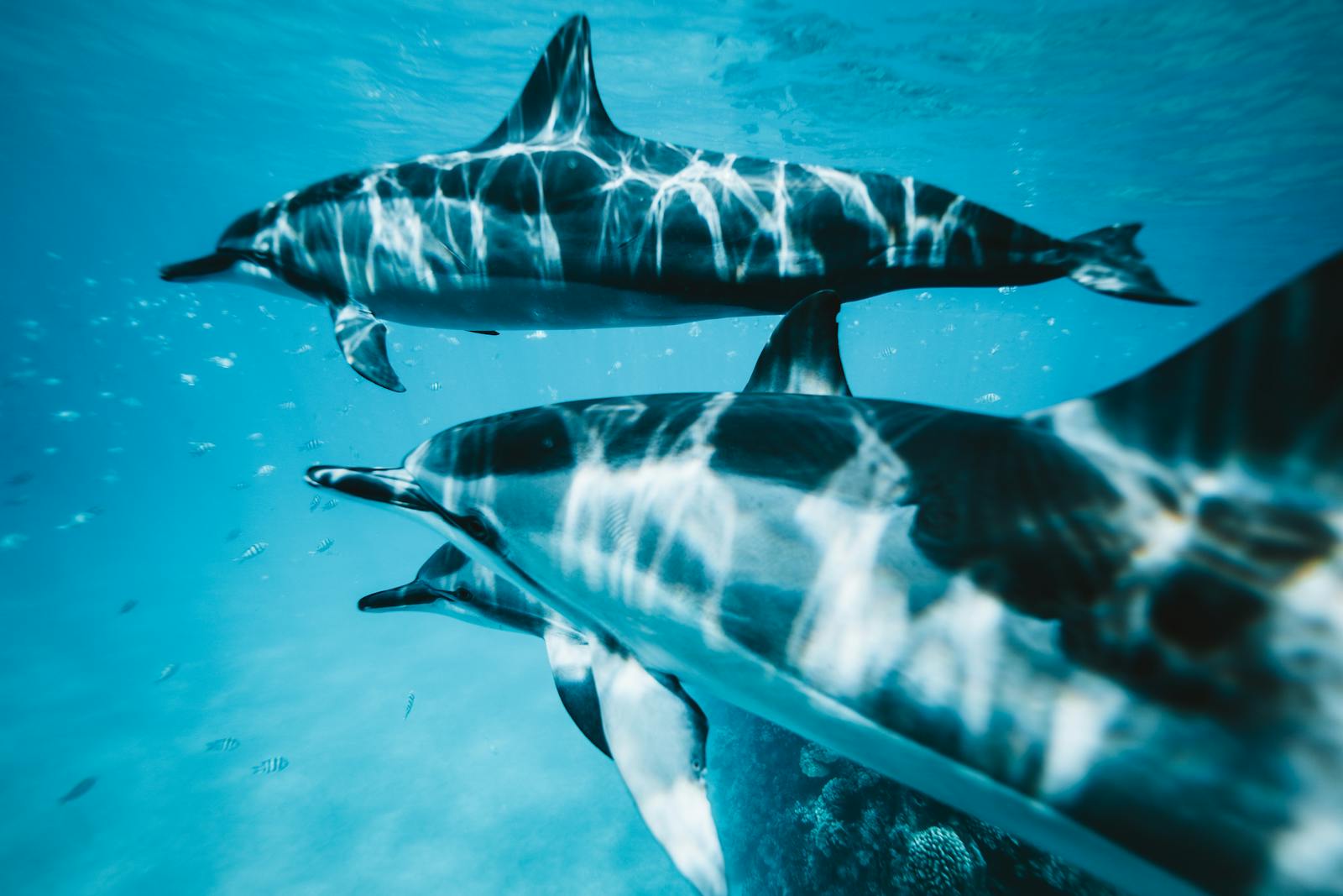 Why Dolphins Save Humans—Coincidence or Compassion?