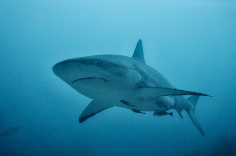 Do Sharks Sleep? The Fascinating Science Behind Their Rest Patterns