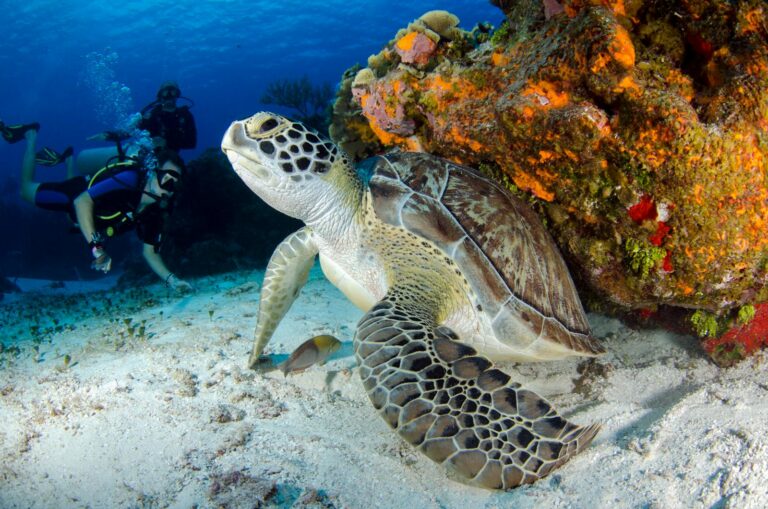 How Turtles Use Earth’s Magnetic Field to Navigate