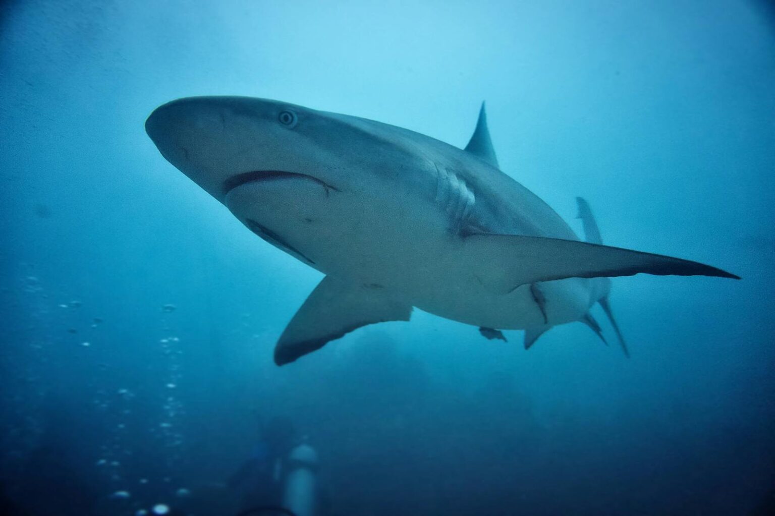 Why Sharks Are Vital to Ocean Health (And What Happens If They Disappear)