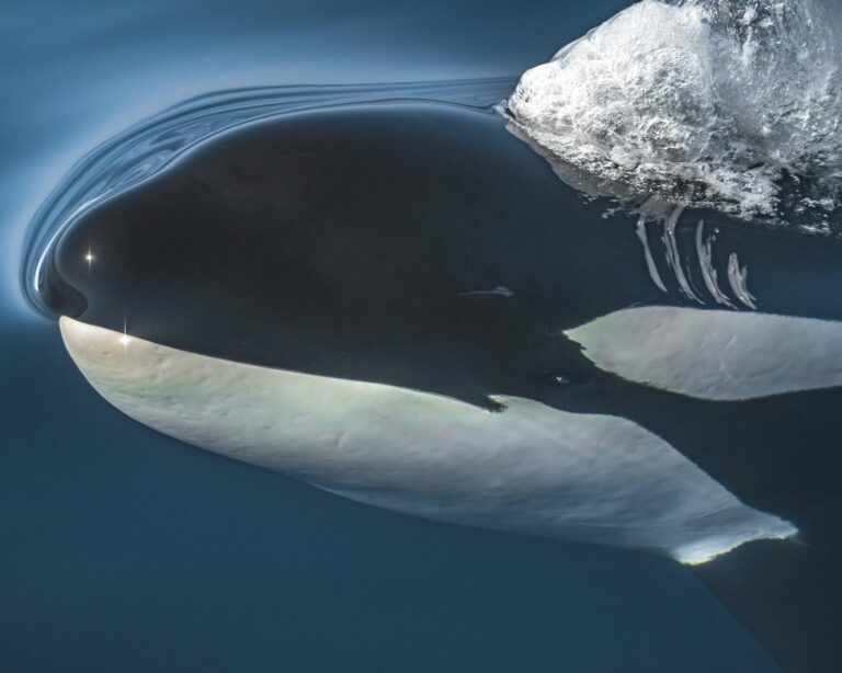 The Intelligence of Orcas—Are They as Smart as Humans?