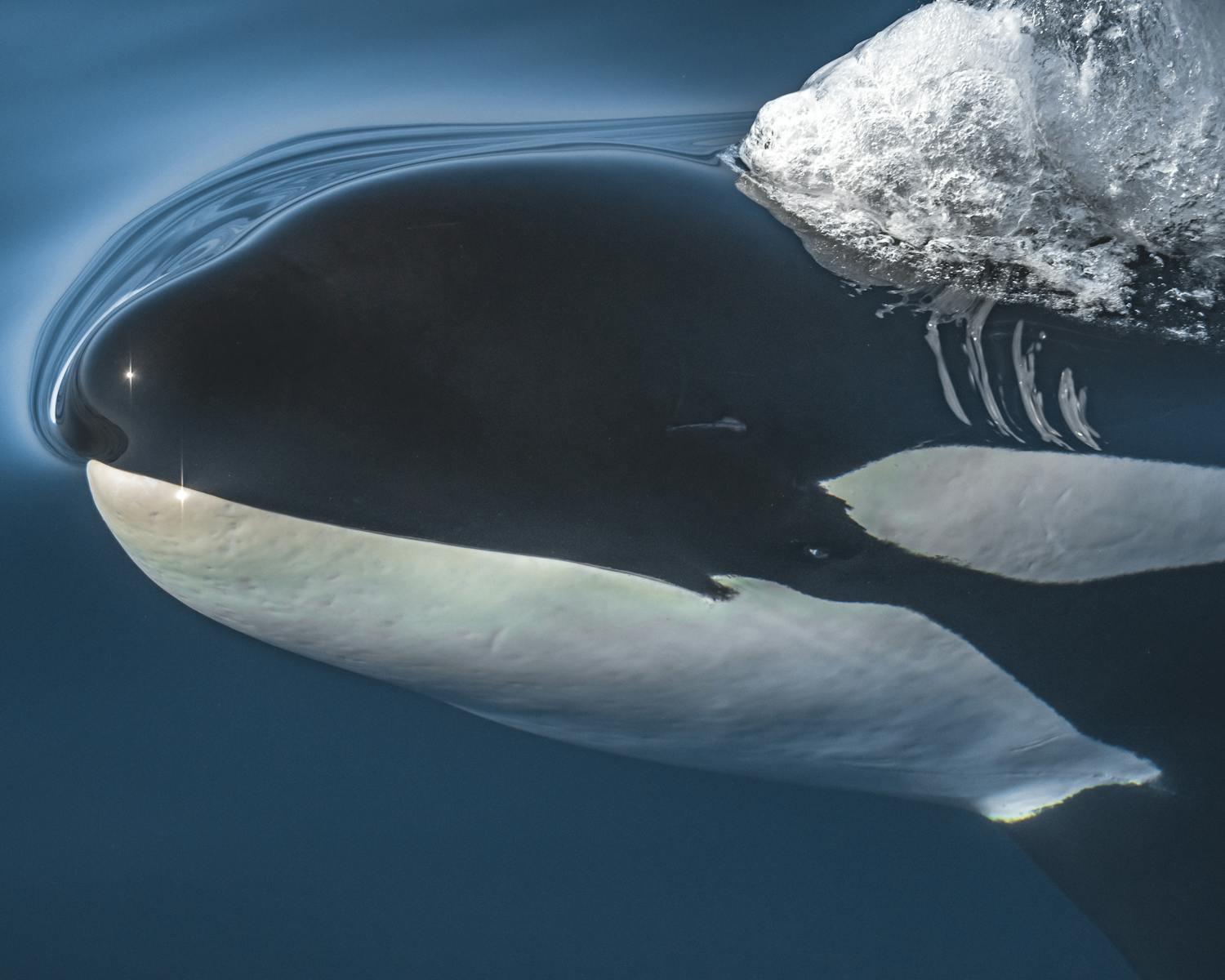 The Intelligence of Orcas—Are They as Smart as Humans?