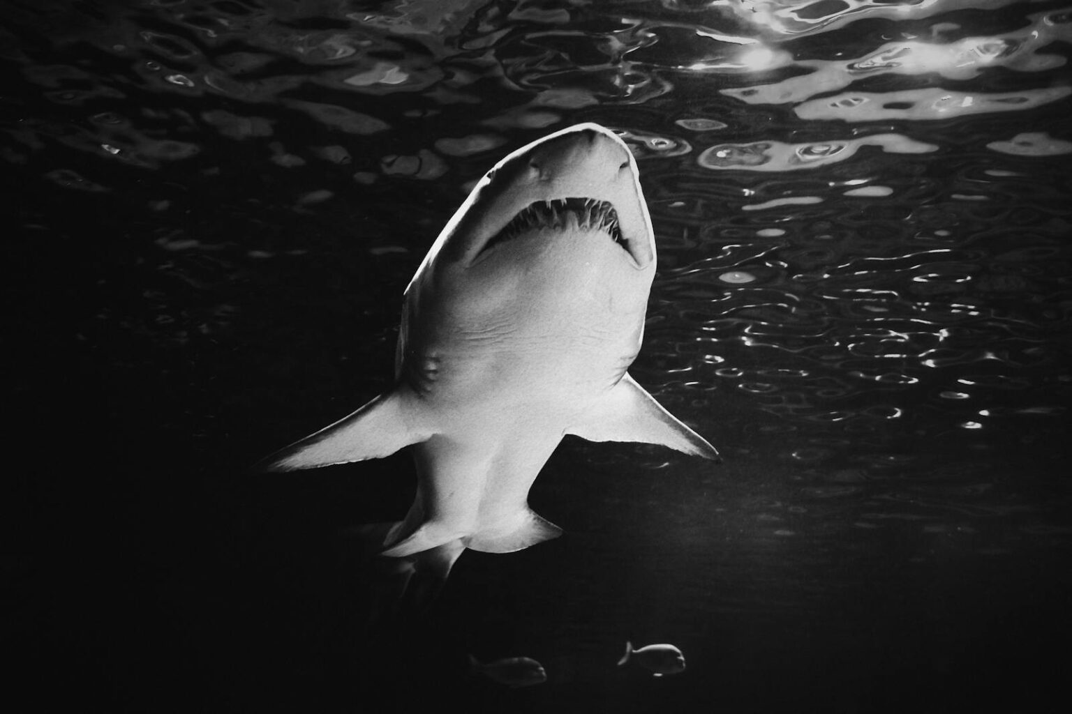 Why Some Sharks Have Stripes and Others Have Spots