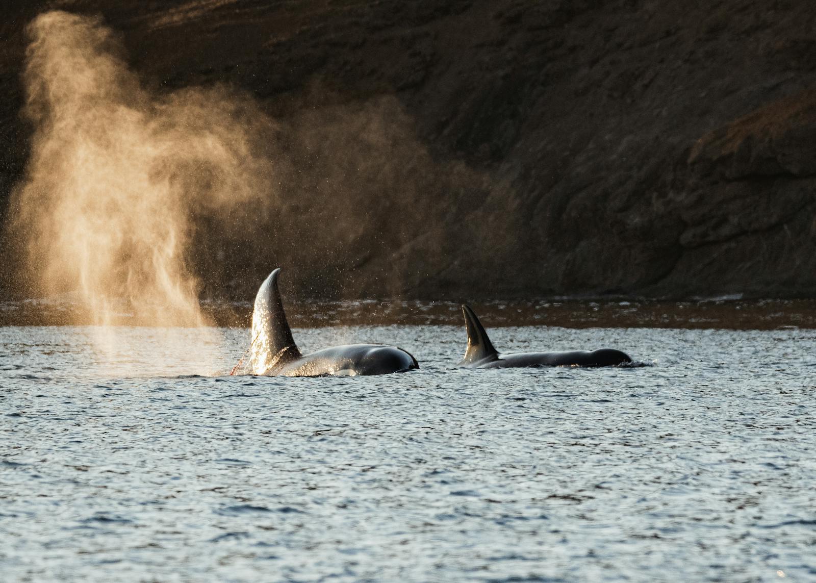 Orca Pods: The Social Structures Behind Their Success - Animals Around ...