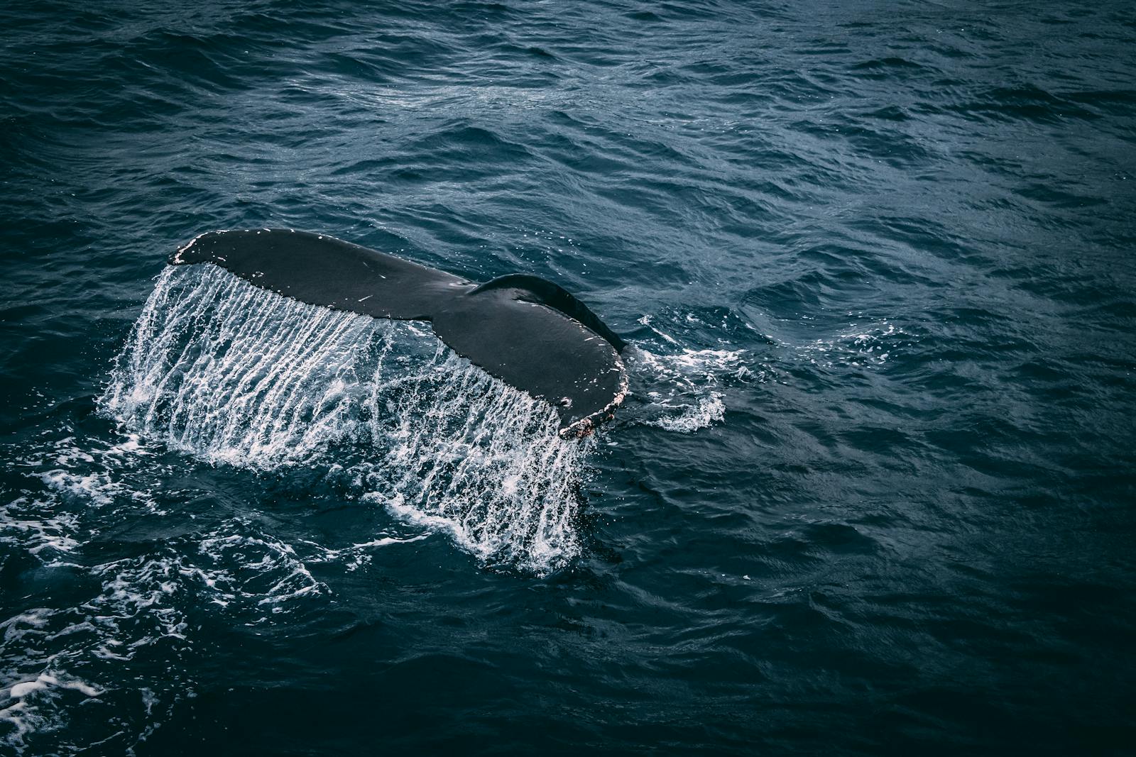 The Largest Whale Ever Recorded—Its Size Will Blow Your Mind