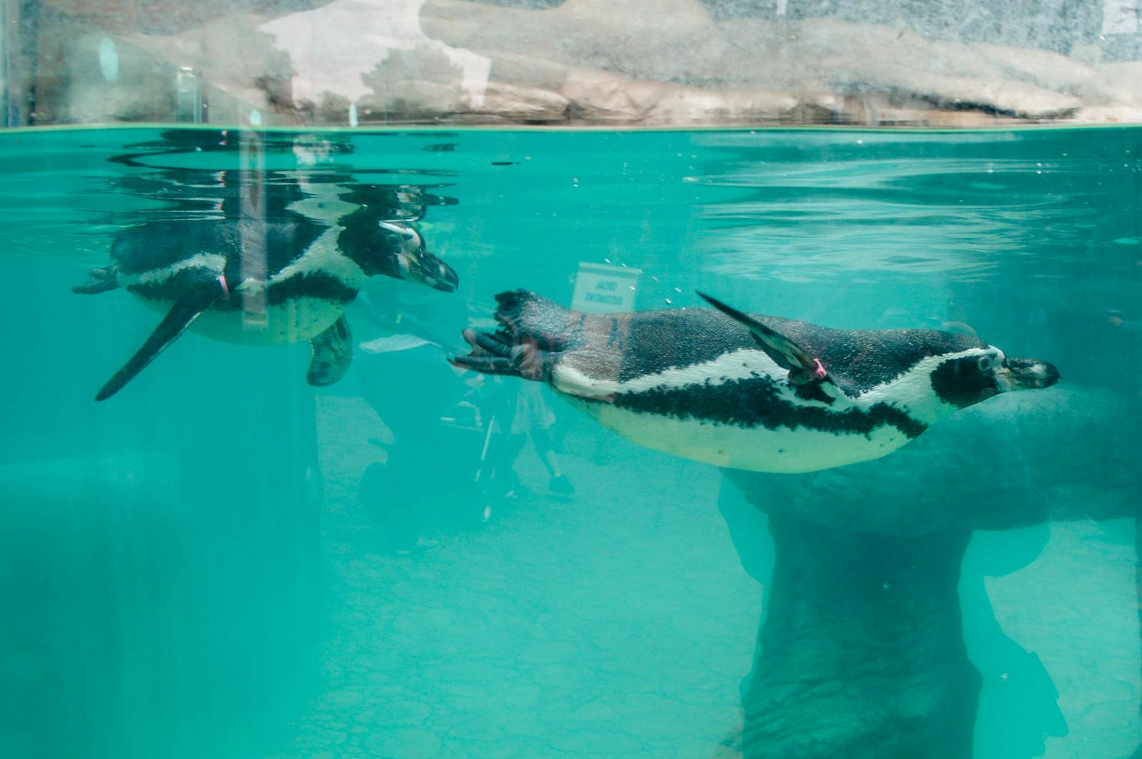 The Penguin That Surfs Waves Like a Pro