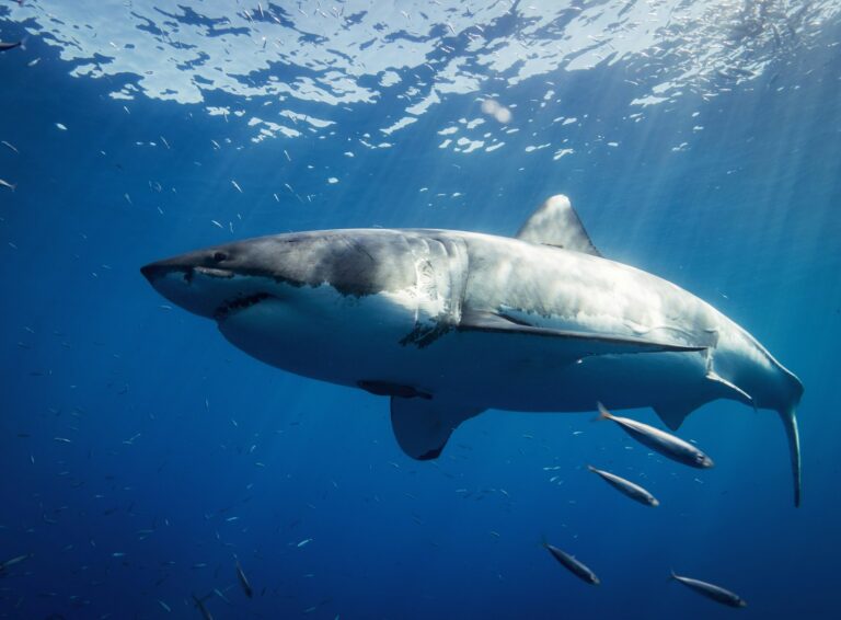 How Do Shark Gills Work Differently Than Fish Gills?