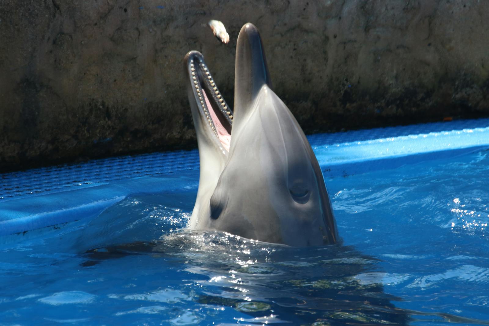 How Dolphins Communicate With Each Other Underwater