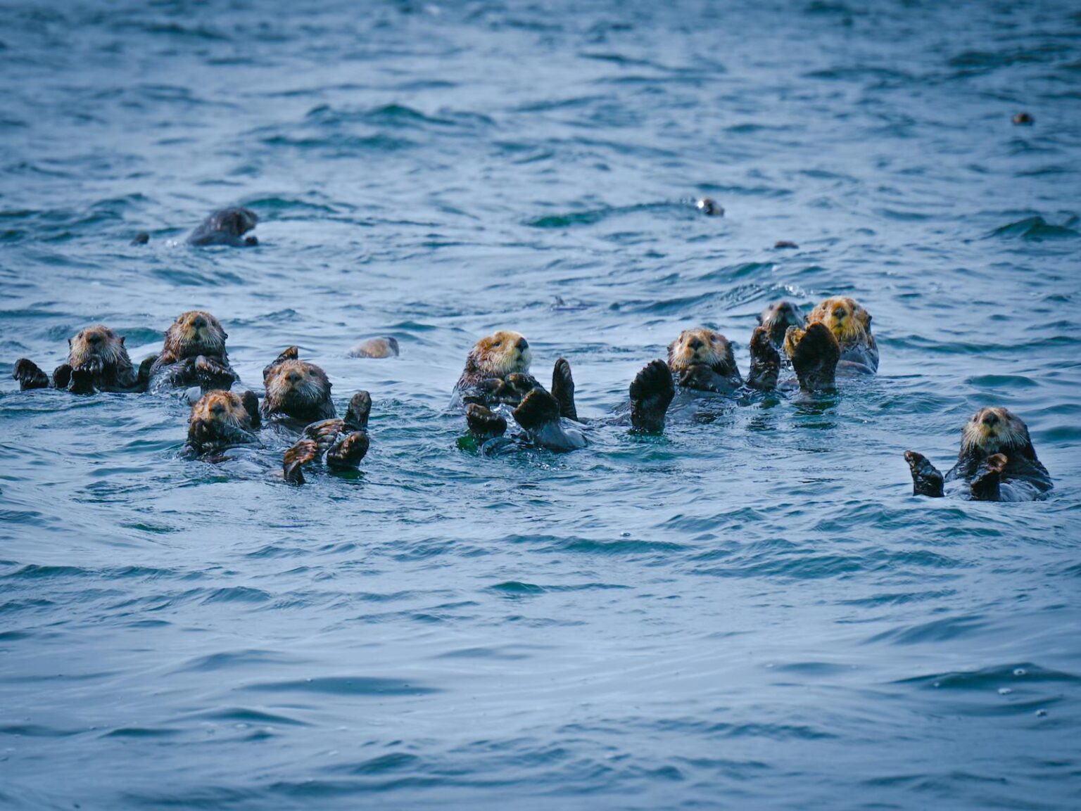 The Role of Sea Otters in Keeping Kelp Forests Alive