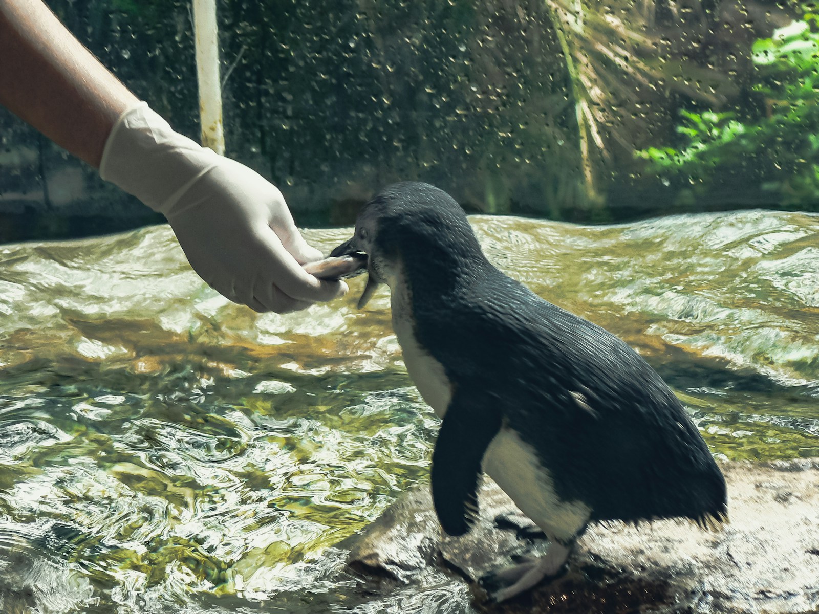 The Penguin That Surfs Waves Like a Pro