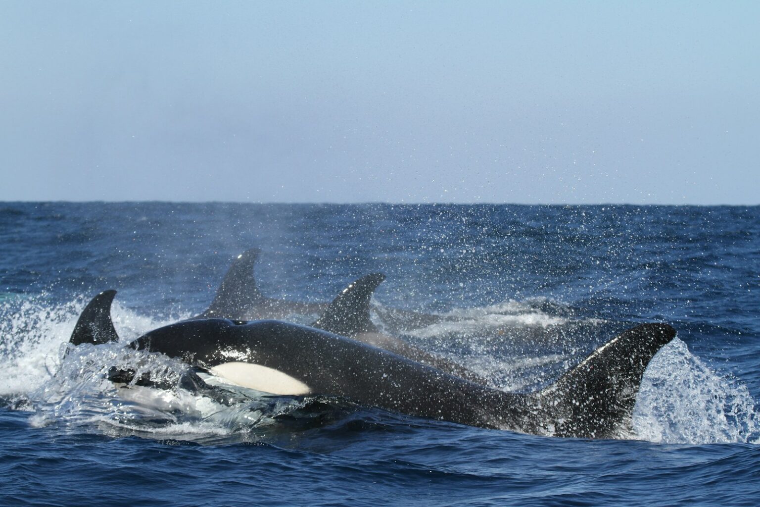 The Largest Dolphin Species in the World (Hint: It’s Not the Bottlenose)