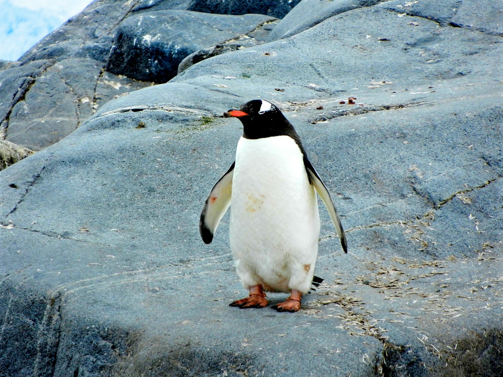 The Penguin That Surfs Waves Like a Pro
