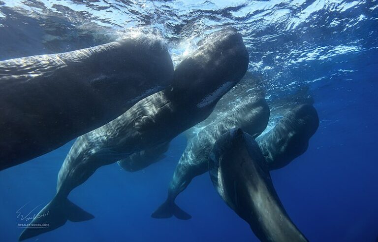 Top 8 Most Social Marine Animals