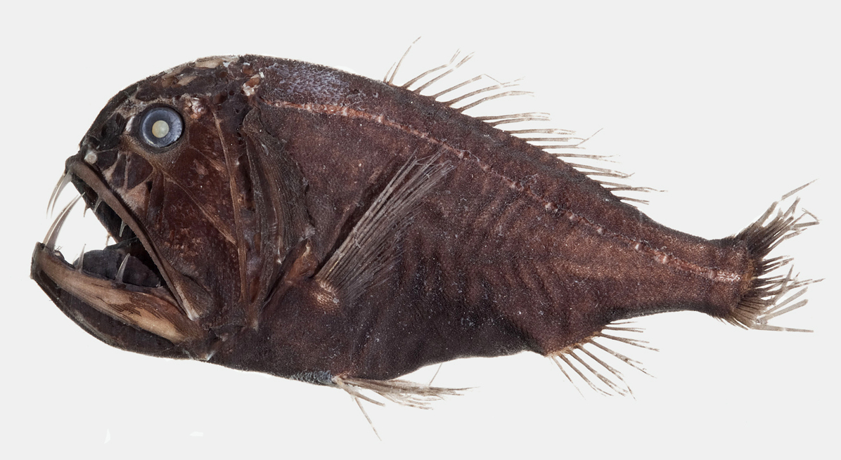 8 Deep-Sea Ambush Predators You Don’t Want to Meet