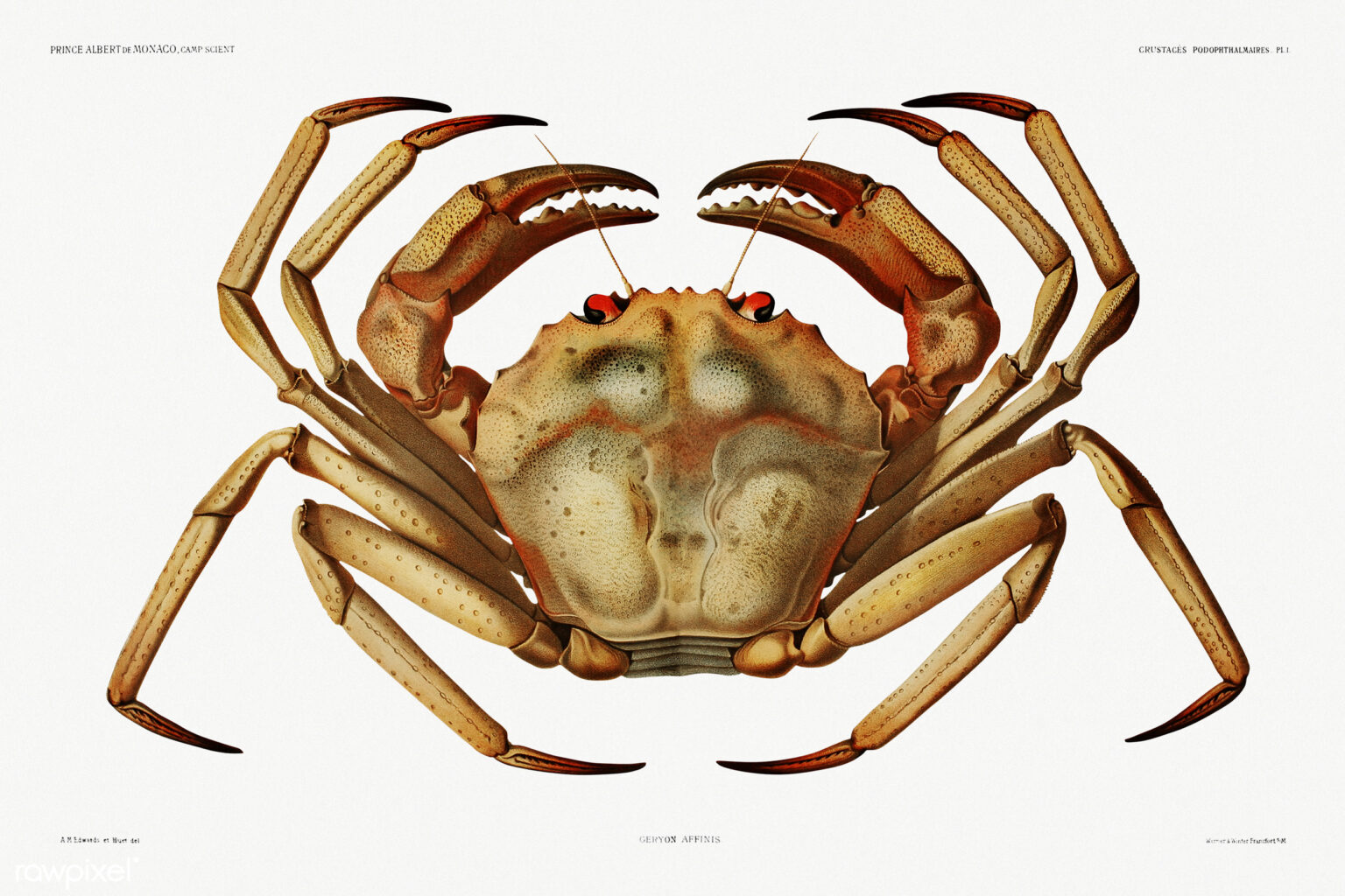 The Secret Life of Deep-Sea Crabs