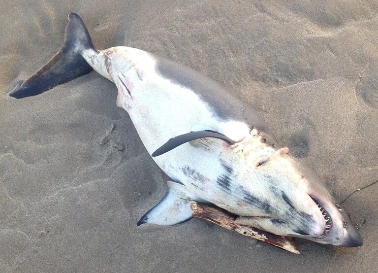 Why Great White Sharks Are Afraid of Killer Whales