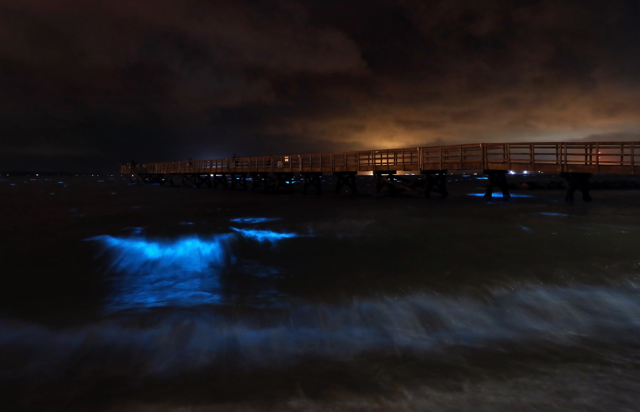 Why Do Some Deep-Sea Creatures Glow? The Science of Bioluminescence