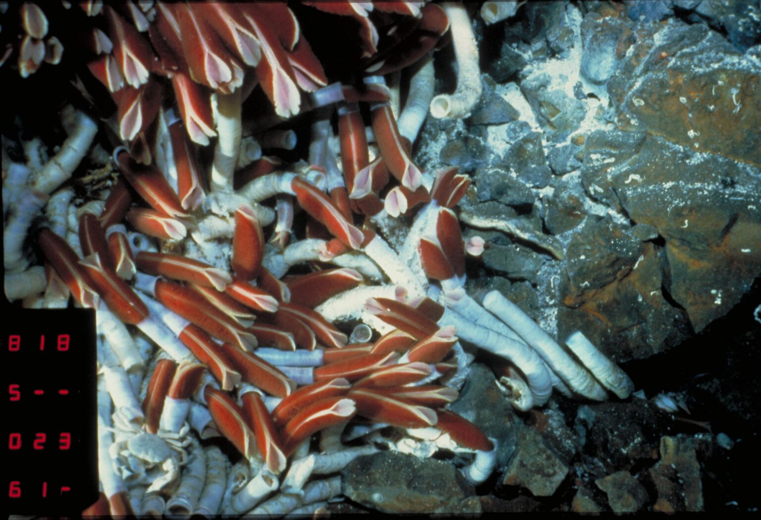 7 Creatures That Live Without Sunlight