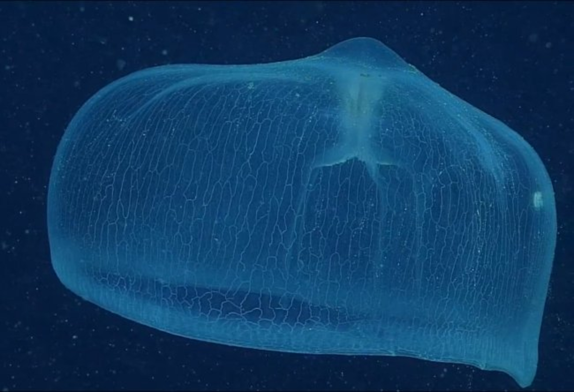 Deep-Sea Jellyfish That Look Like Floating Ghosts