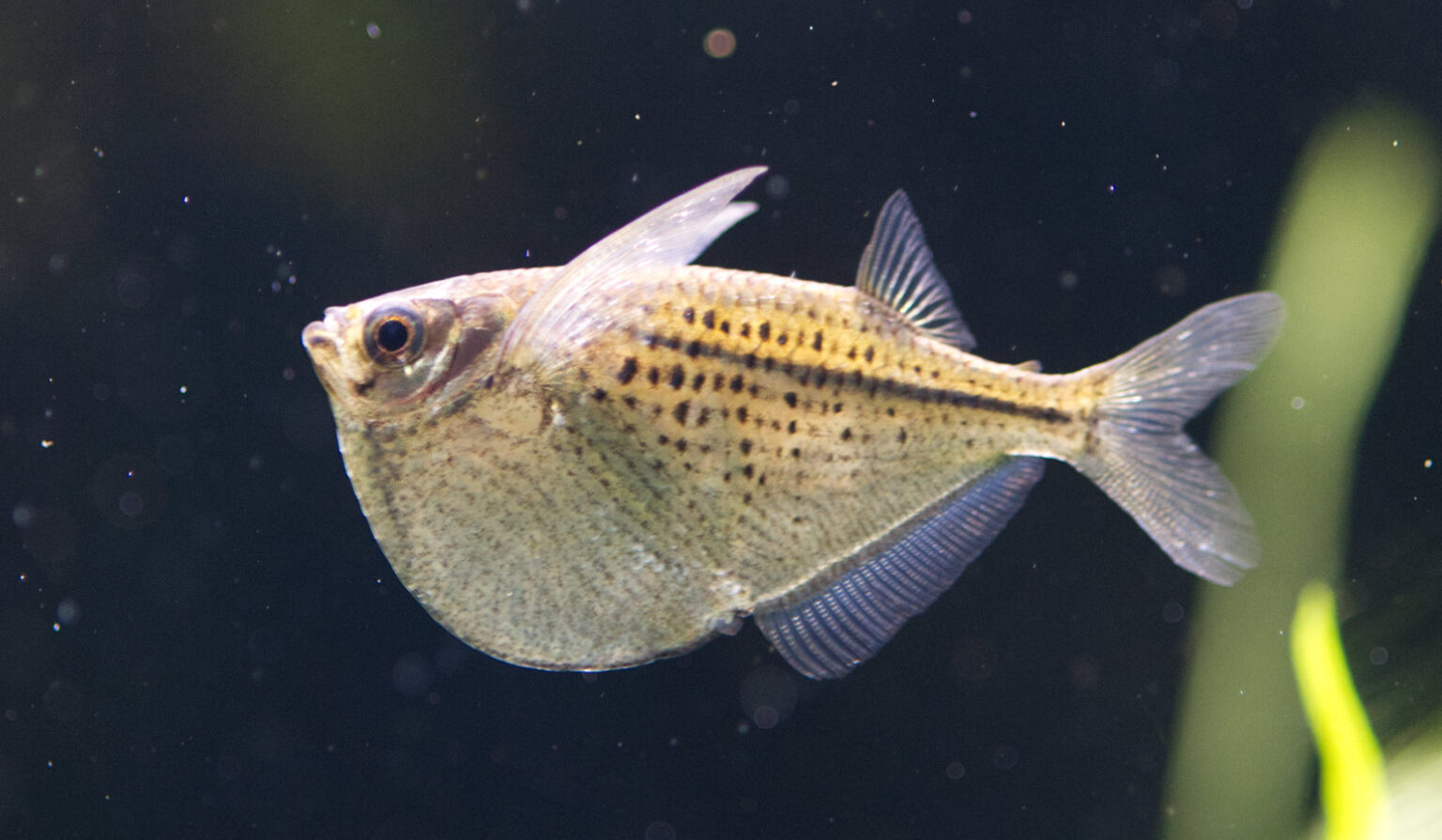 The Deep-Sea Fish With a Transparent Head