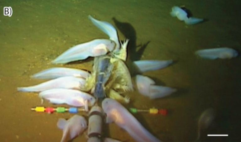 Creatures of the Hadal Zone—Life at the Ocean’s Deepest Depths