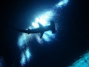 The Hammerhead’s Secret Hunting Strategy