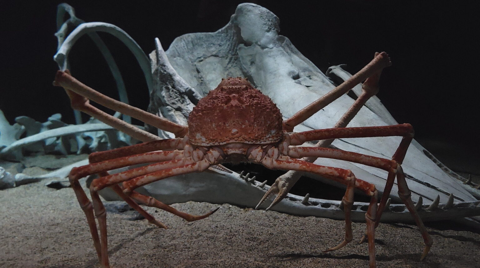 The Secret Life of Deep-Sea Crabs
