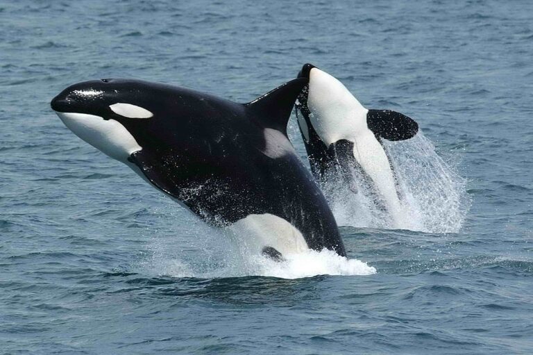 12 Unique Orca Traditions Passed Down Through Generations