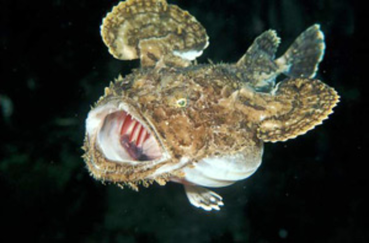 Why Deep-Sea Fish Often Have Gigantic Teeth