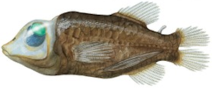 The Deep-Sea Fish With a Transparent Head