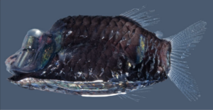 The Deep-Sea Fish With a Transparent Head