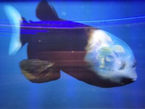 Top 10 See-Through Creatures from the Deep