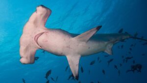 The Shark That Hunts in Packs Like Wolves