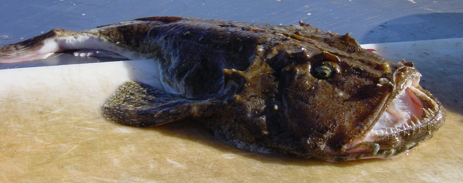 8 Deep-Sea Ambush Predators You Don’t Want to Meet