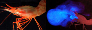 Why Do Some Deep-Sea Creatures Glow? The Science of Bioluminescence