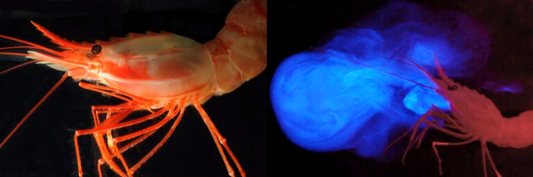 Why Do Some Deep-Sea Creatures Glow? The Science of Bioluminescence