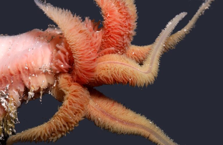 Top 10 Creatures Found Near Hydrothermal Vents