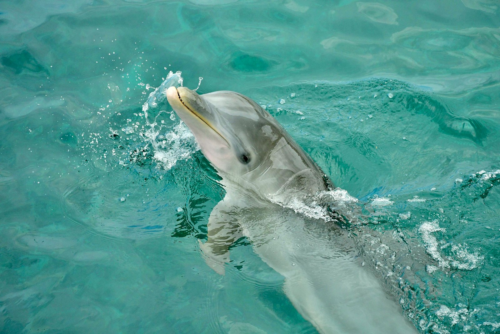 How Dolphins Work Together to Hunt Prey