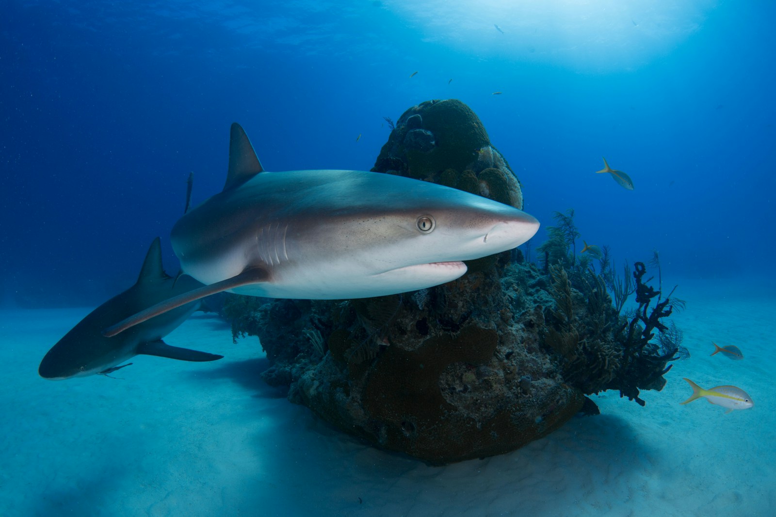 The Bizarre Relationship Between Sharks and Remora Fish