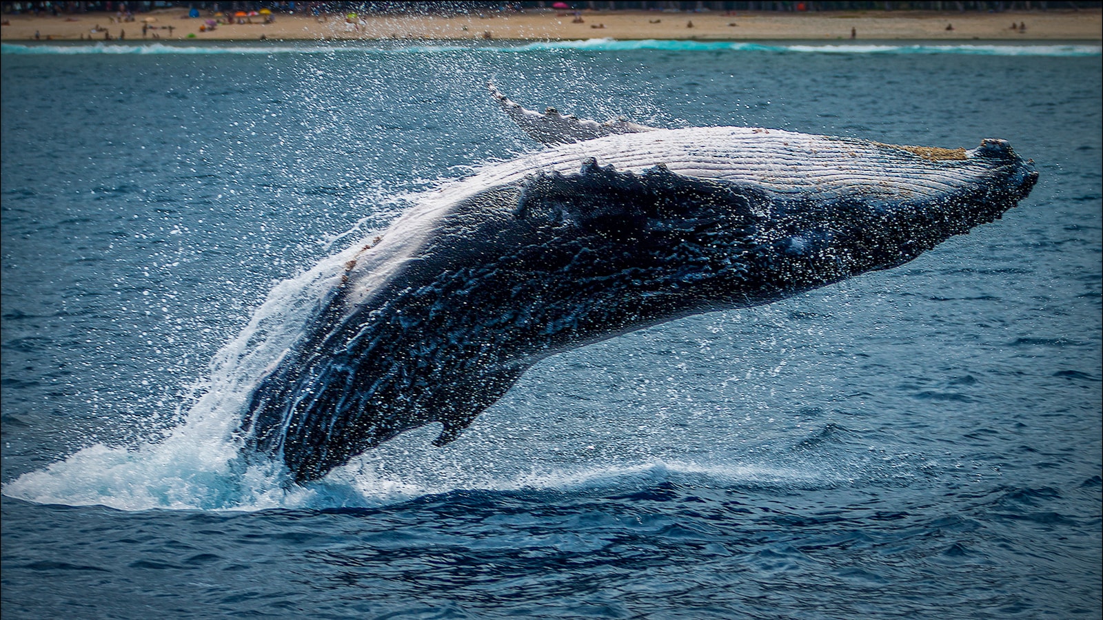 The Secret Behind Whale Lice—Tiny Creatures That Hitch Rides