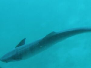 The Bizarre Relationship Between Sharks and Remora Fish
