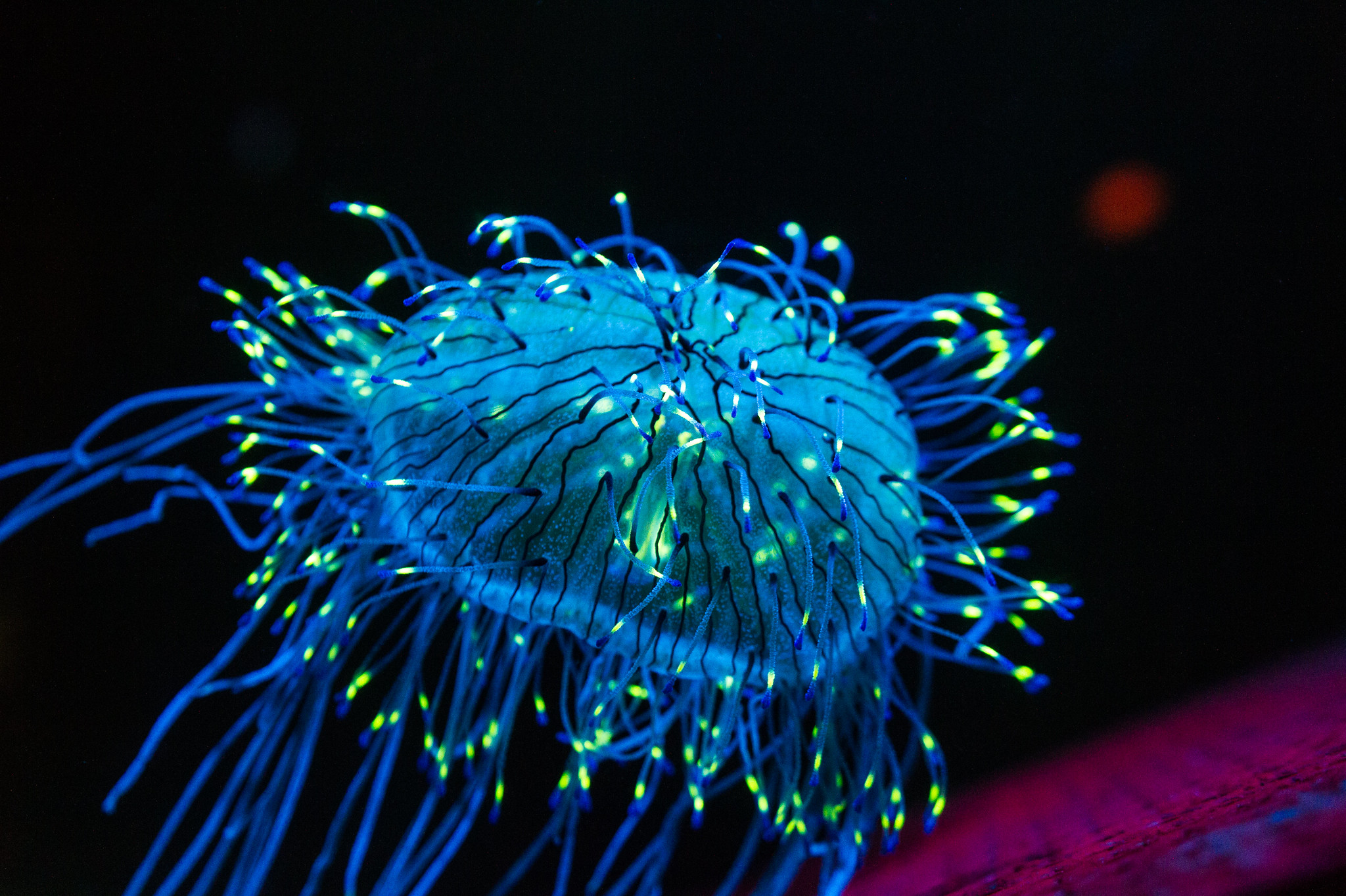 Why Do Some Deep Sea Creatures Glow The Science Of Bioluminescence