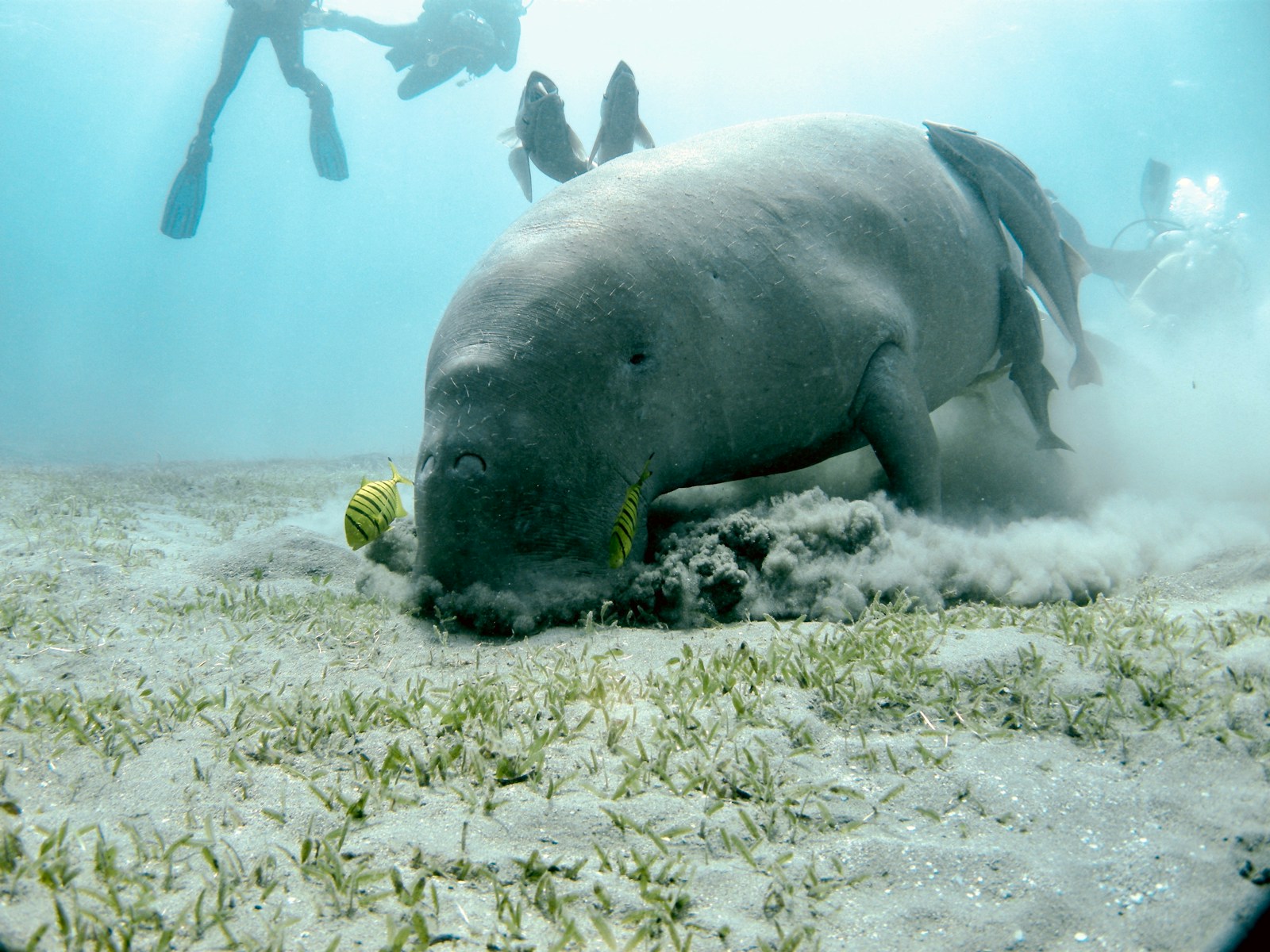 The Truth Behind Mermaid Legends and Manatees